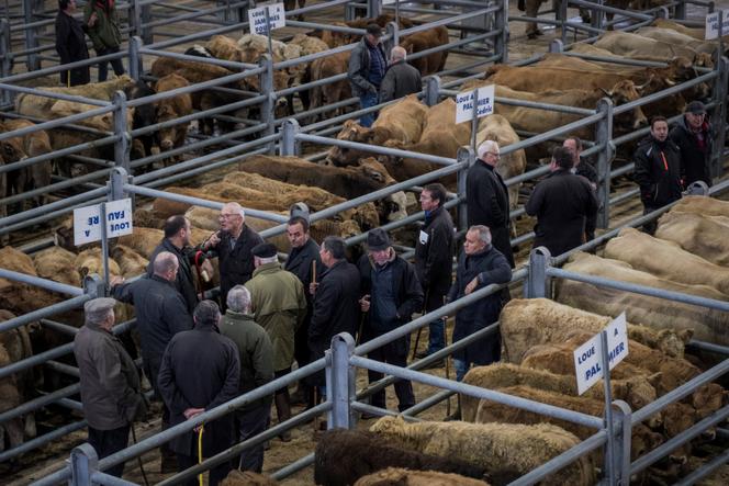 Au marché aux bestiaux de Laissac, l’inquiétude paysanne : « Le ...