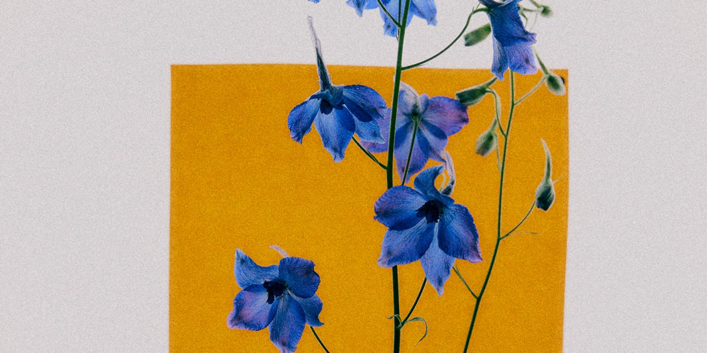 Le delphinium, grand dadais un peu fleur bleue