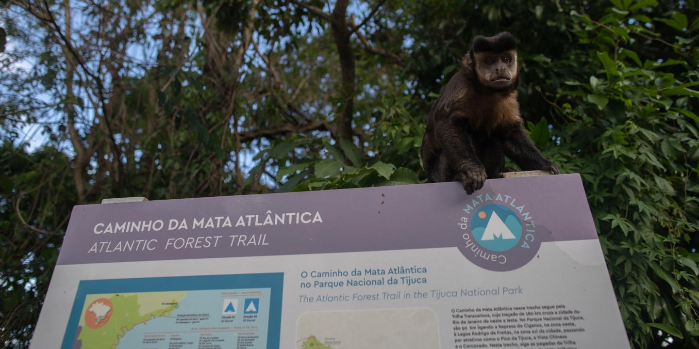 Brazil's restoration of the 'Atlantic Forest' is beginning to bear fruit