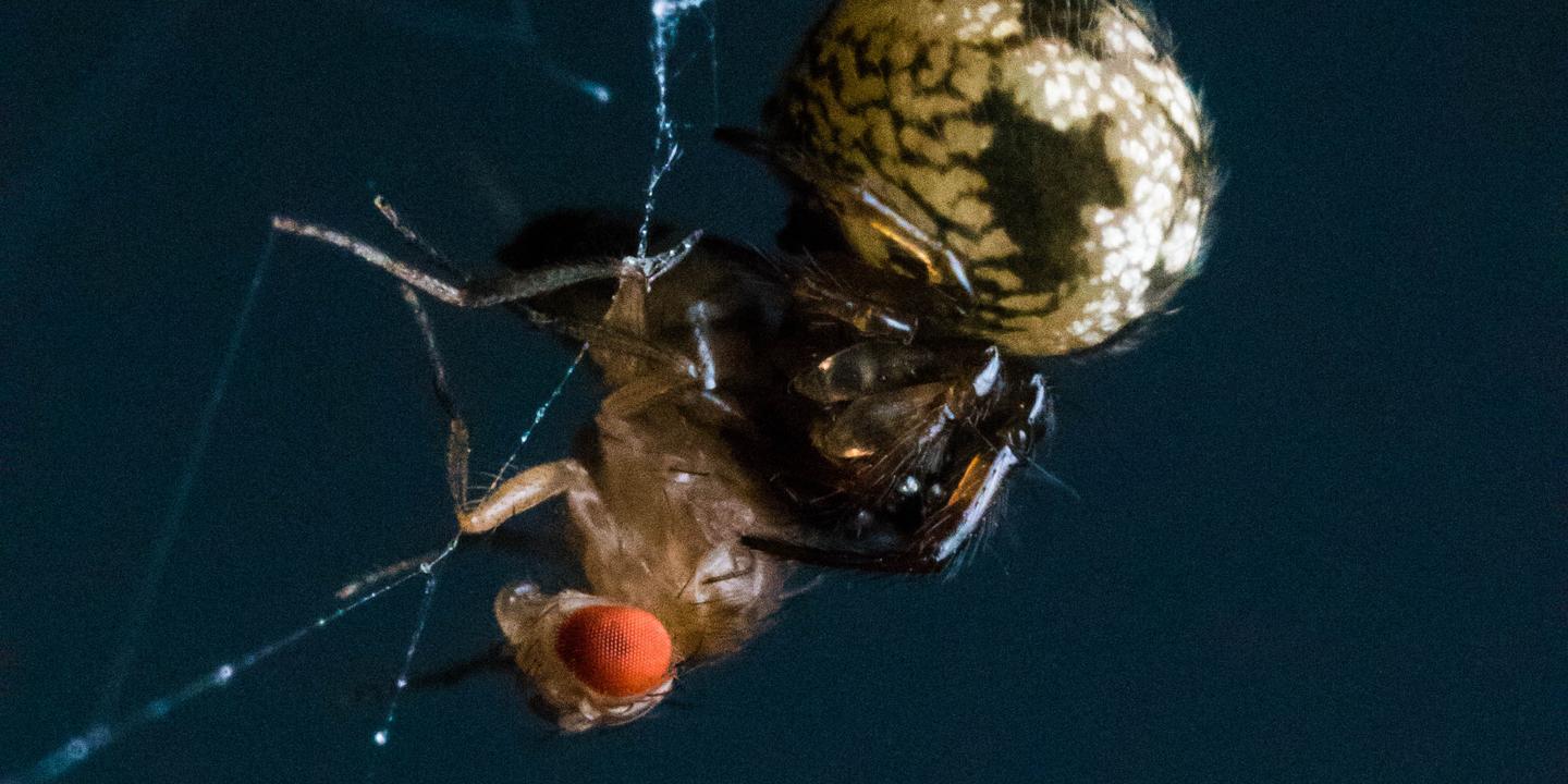How the 'slingshot' spider throws its web to capture its prey