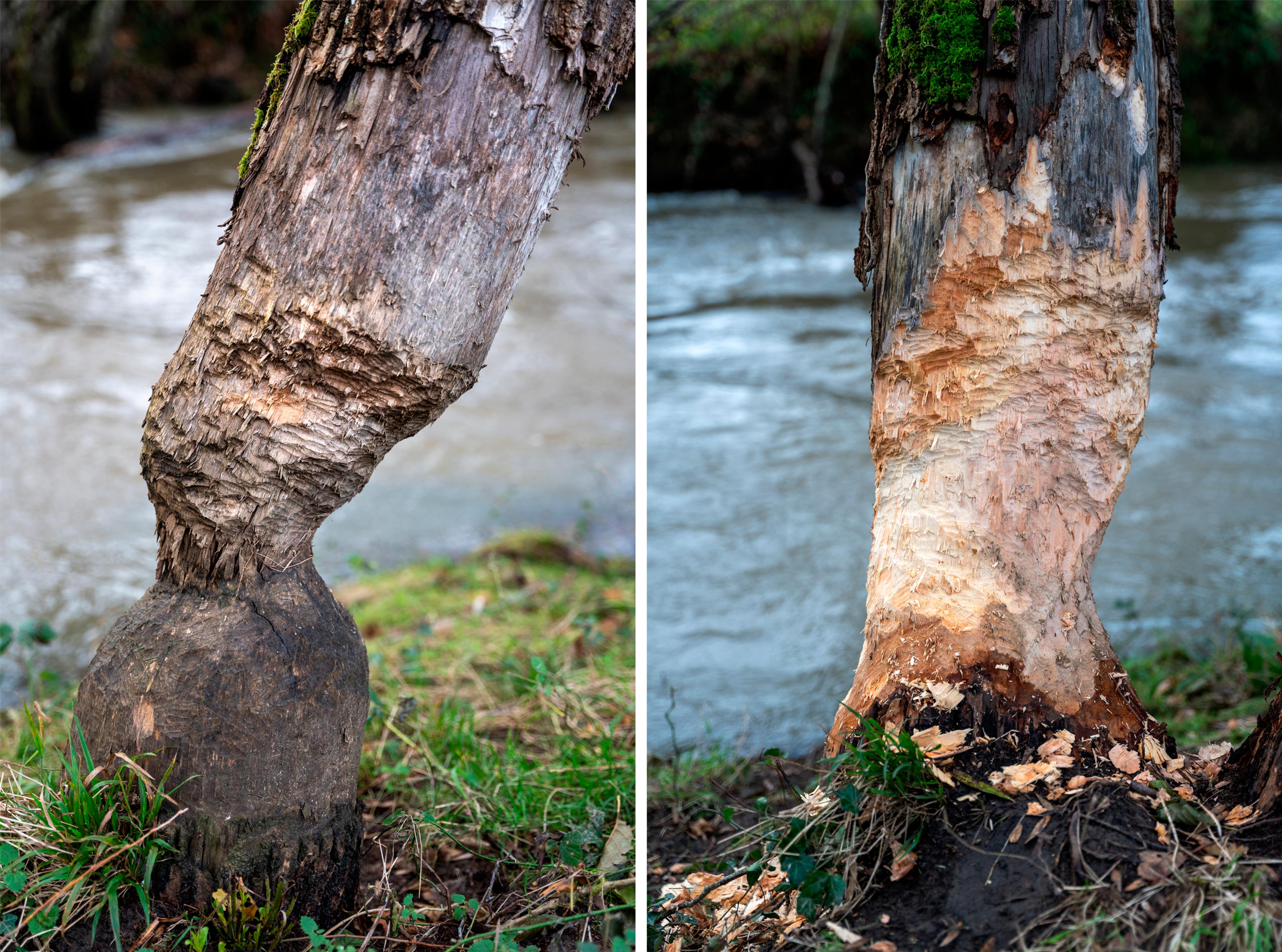 Le grand retour du castor, ce voisin parfois gênant mais bien utile