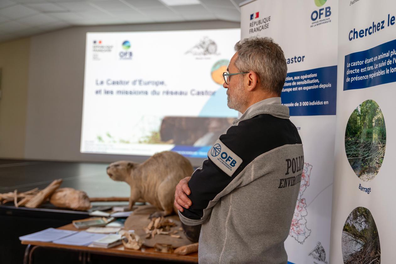 Le grand retour du castor, ce voisin parfois gênant mais bien utile