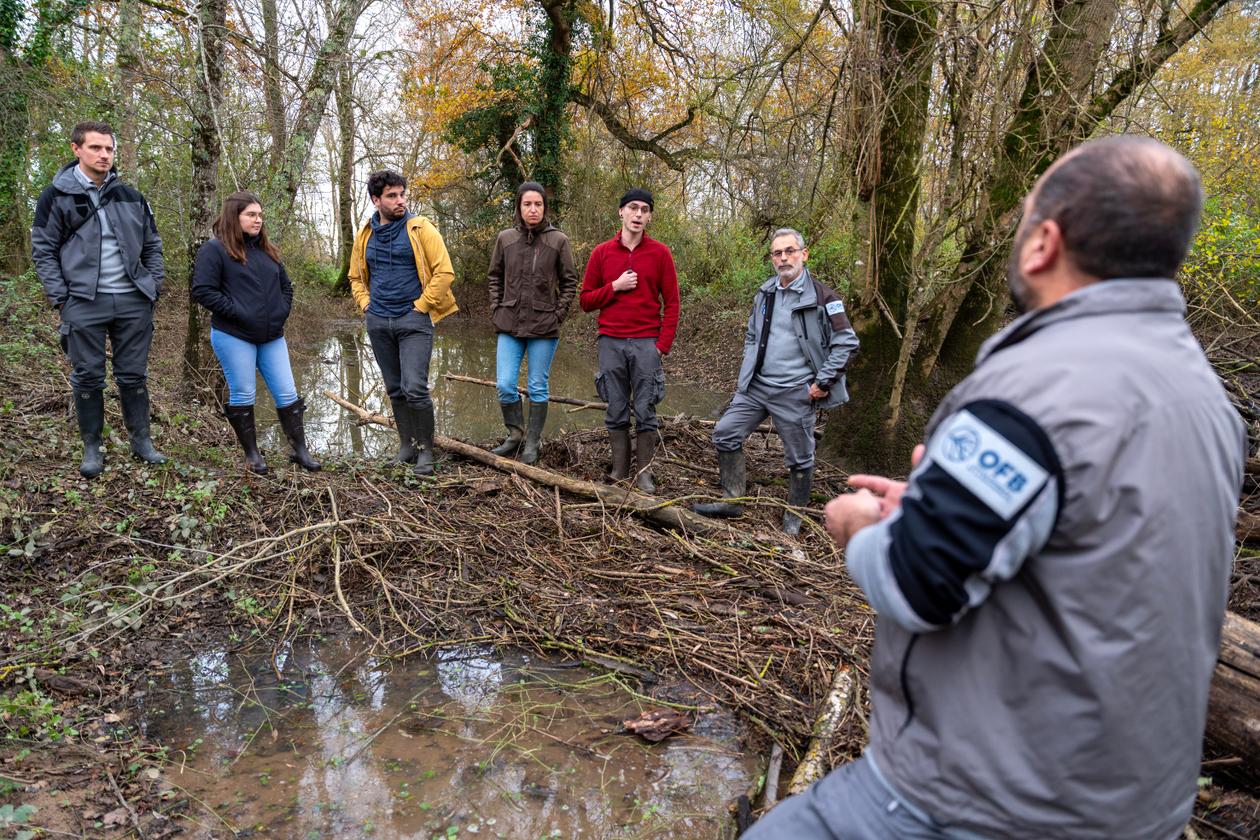 Le grand retour du castor, ce voisin parfois gênant mais bien utile