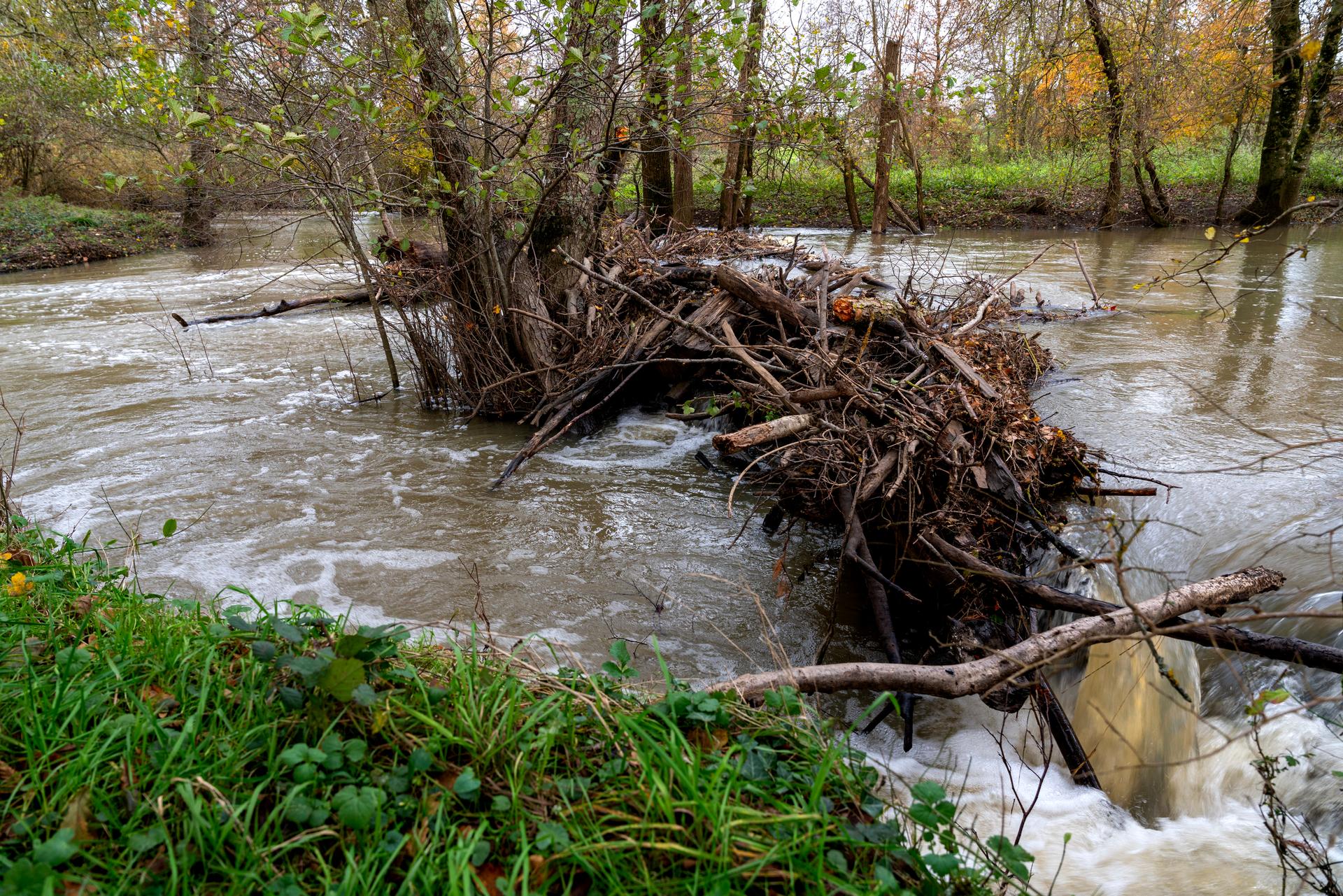 Le grand retour du castor, ce voisin parfois gênant mais bien utile