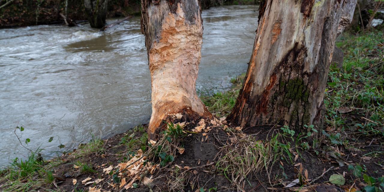 Le grand retour du castor, ce voisin parfois gênant mais bien utile