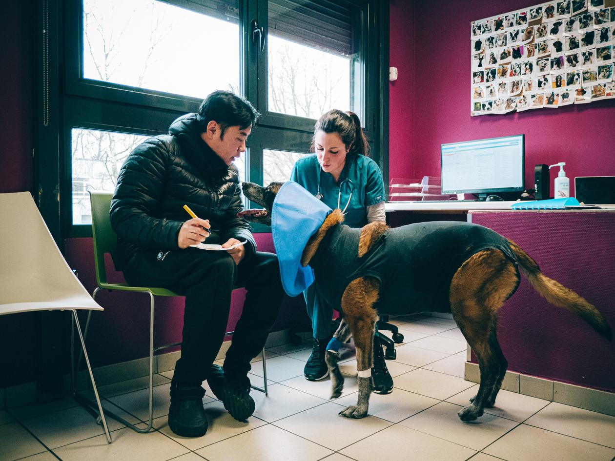 « Mon chien a fait de la chirurgie, de la chimio, il a tout fait ...