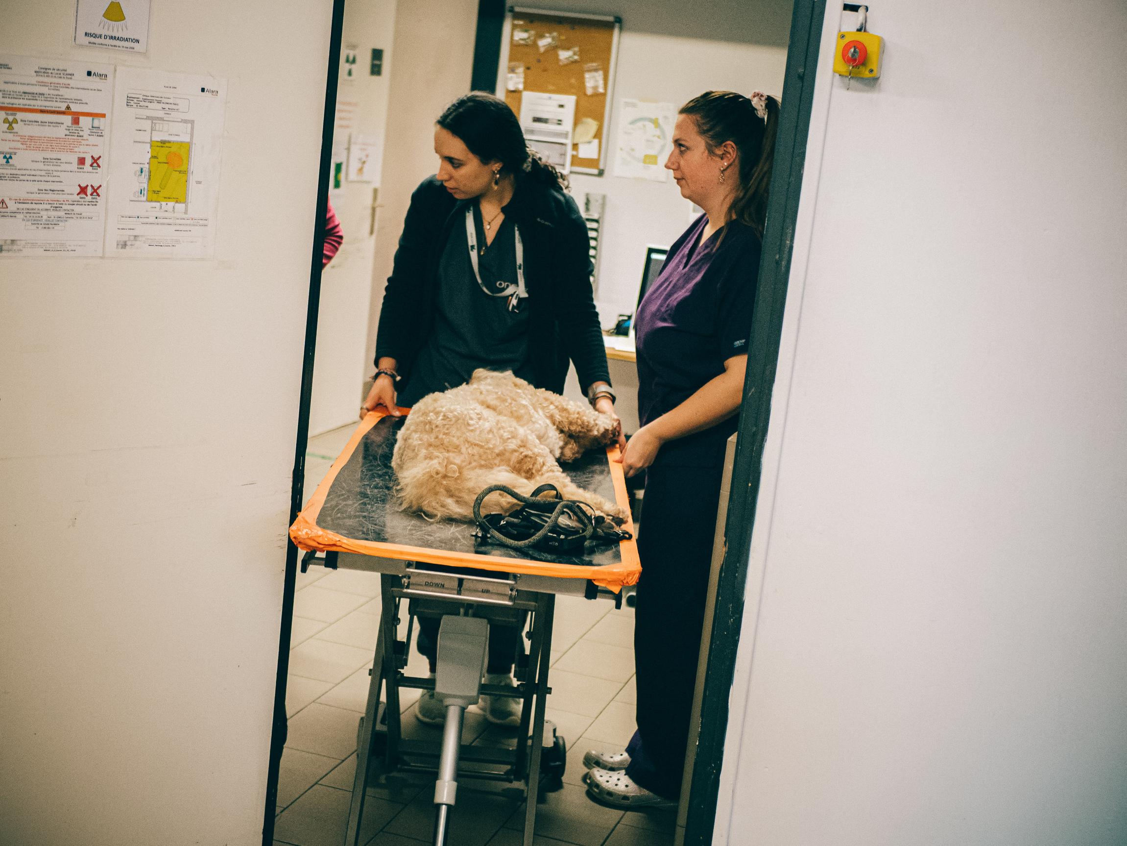 « Mon chien a fait de la chirurgie, de la chimio, il a tout fait ...