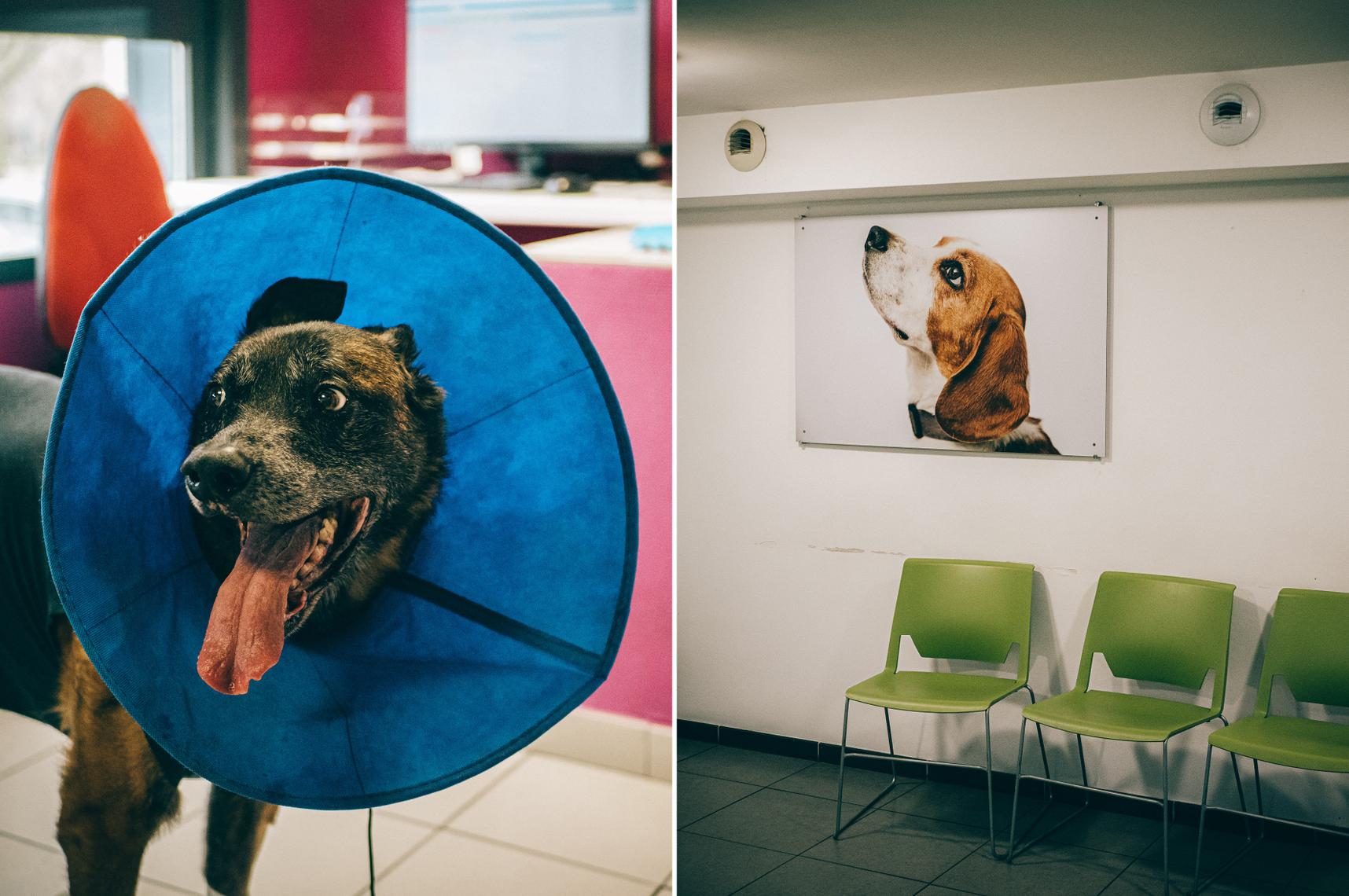 « Mon chien a fait de la chirurgie, de la chimio, il a tout fait ...