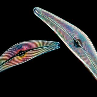 Les diatomées, joyaux des océans et sources d’oxygène