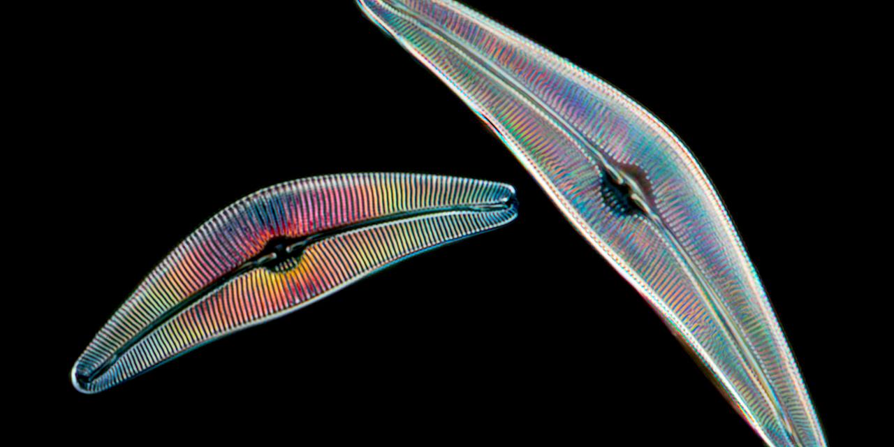Les diatomées, joyaux des océans et sources d’oxygène