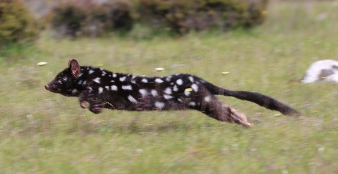 The quoll, a threatened strangeness