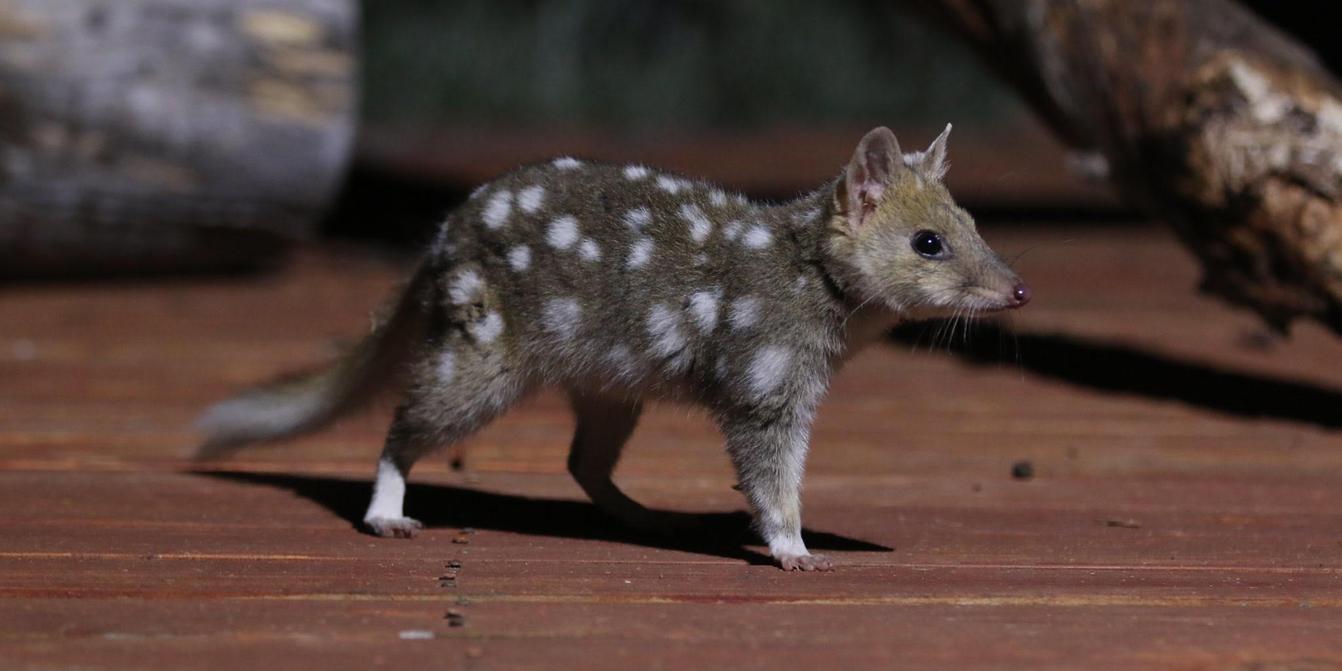 eastern quoll