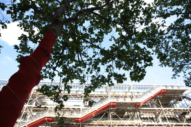 Behind Paris's promise to plant 170,000 trees, a more nuanced reality