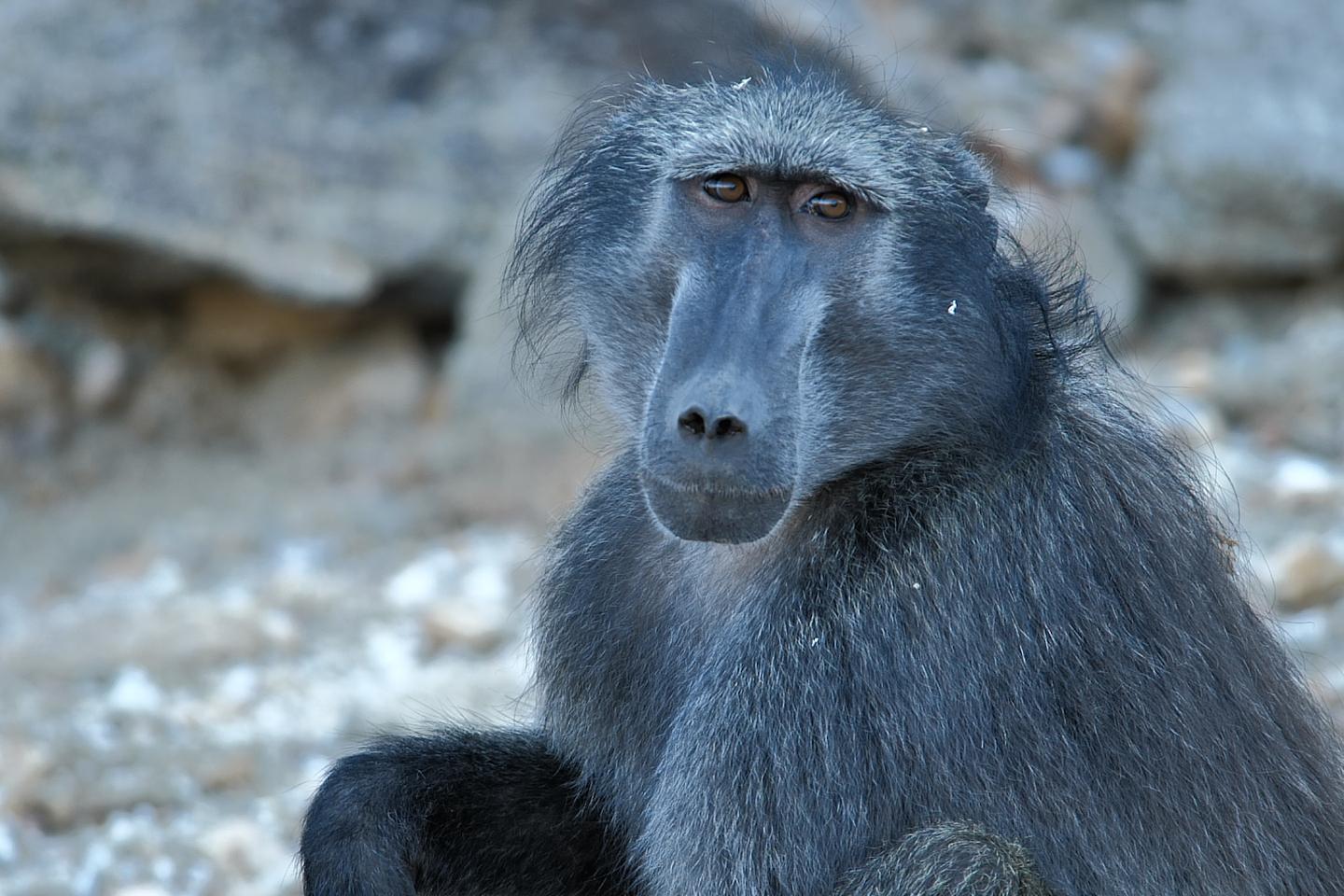 En vidéo : la découverte de relations complexes dans une société de ...