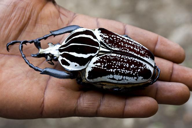 Le scarabée Goliath, l’un des plus grands insectes au monde, menacé d ...