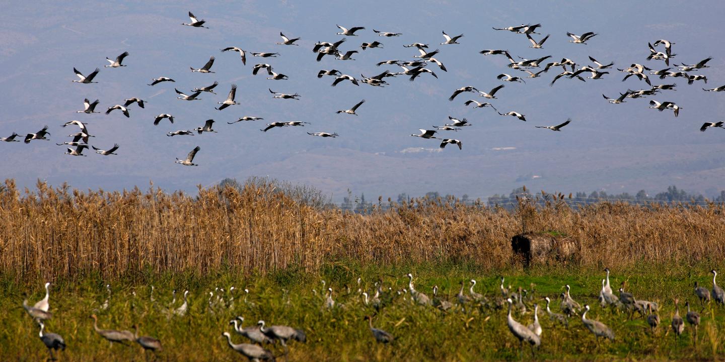 Bird Migration And Biodiversity: Unveiling Nature’s Vital Connection ...