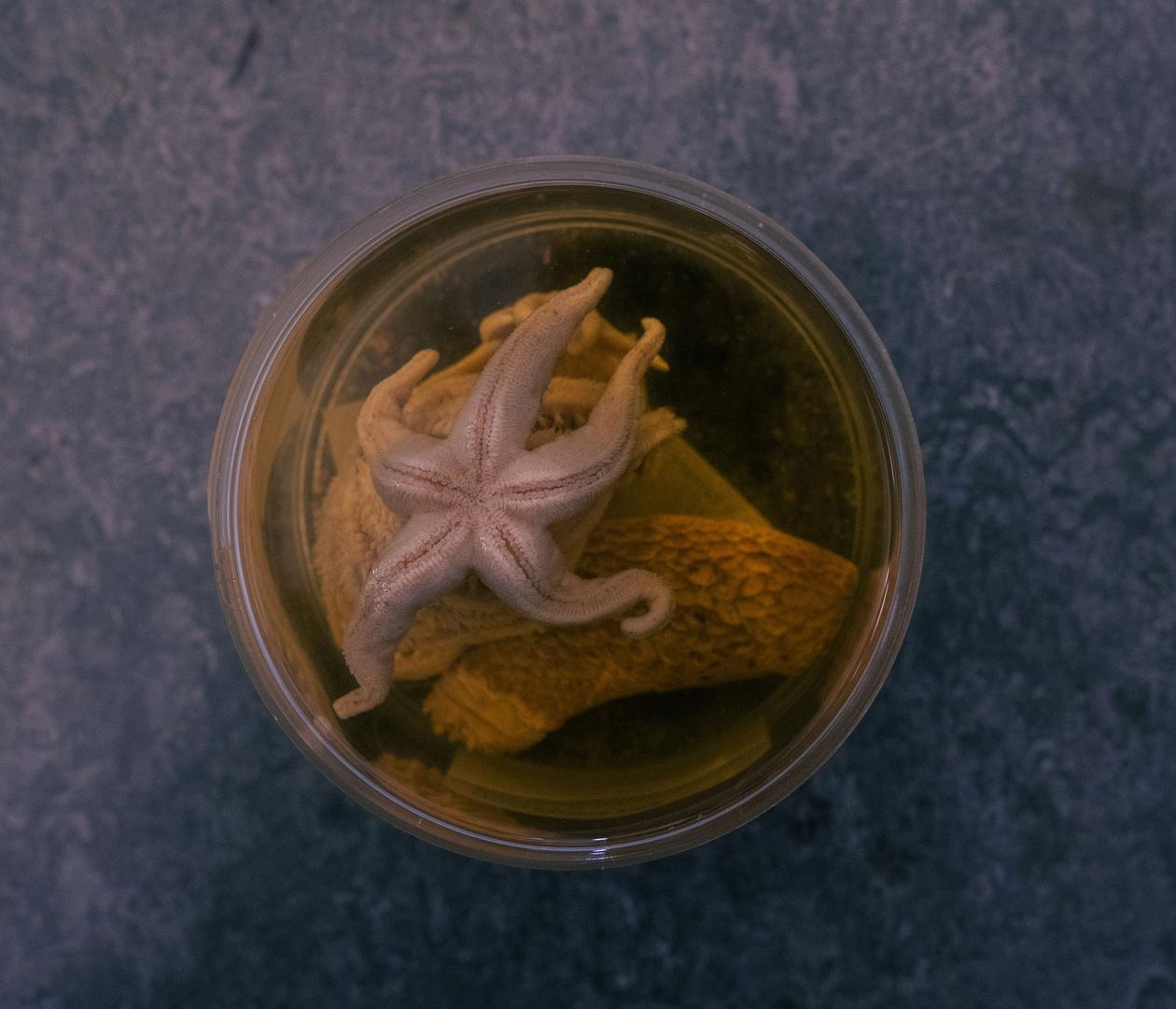 Le méthylmercure, poison invisible qui menace les peuples de l’Arctique