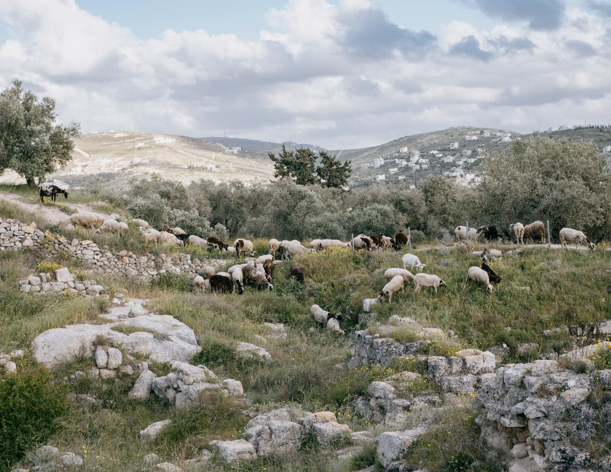 In the West Bank, the archaeological site of Sebastia under Israeli control