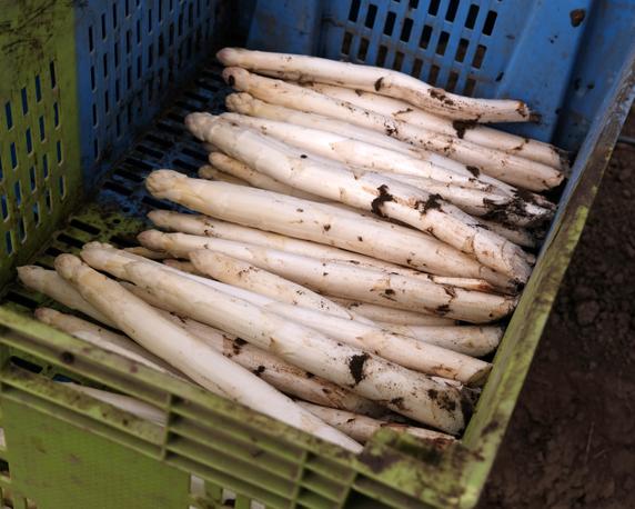 Gastronomie : l’asperge, à la pointe du goût