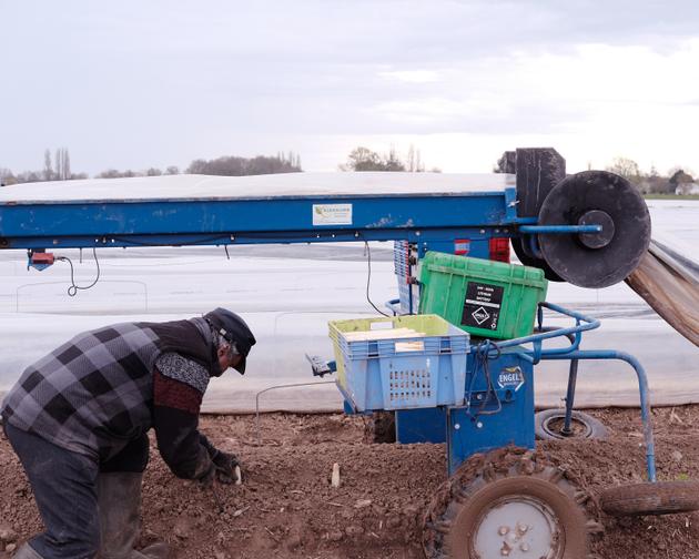 Gastronomie : l’asperge, à la pointe du goût