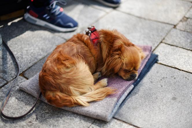 Marian, le sans-abri des Champs-Elysées : « Les gens n’ont plus d ...
