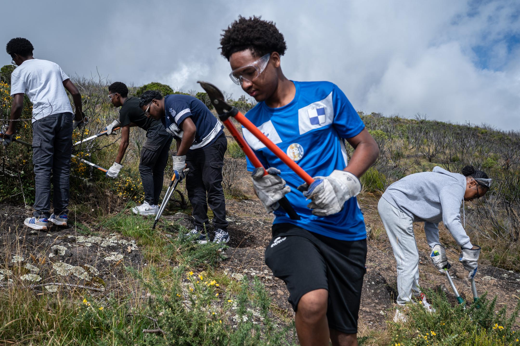 Ces espèces végétales exotiques qui étouffent la biodiversité de La Réunion