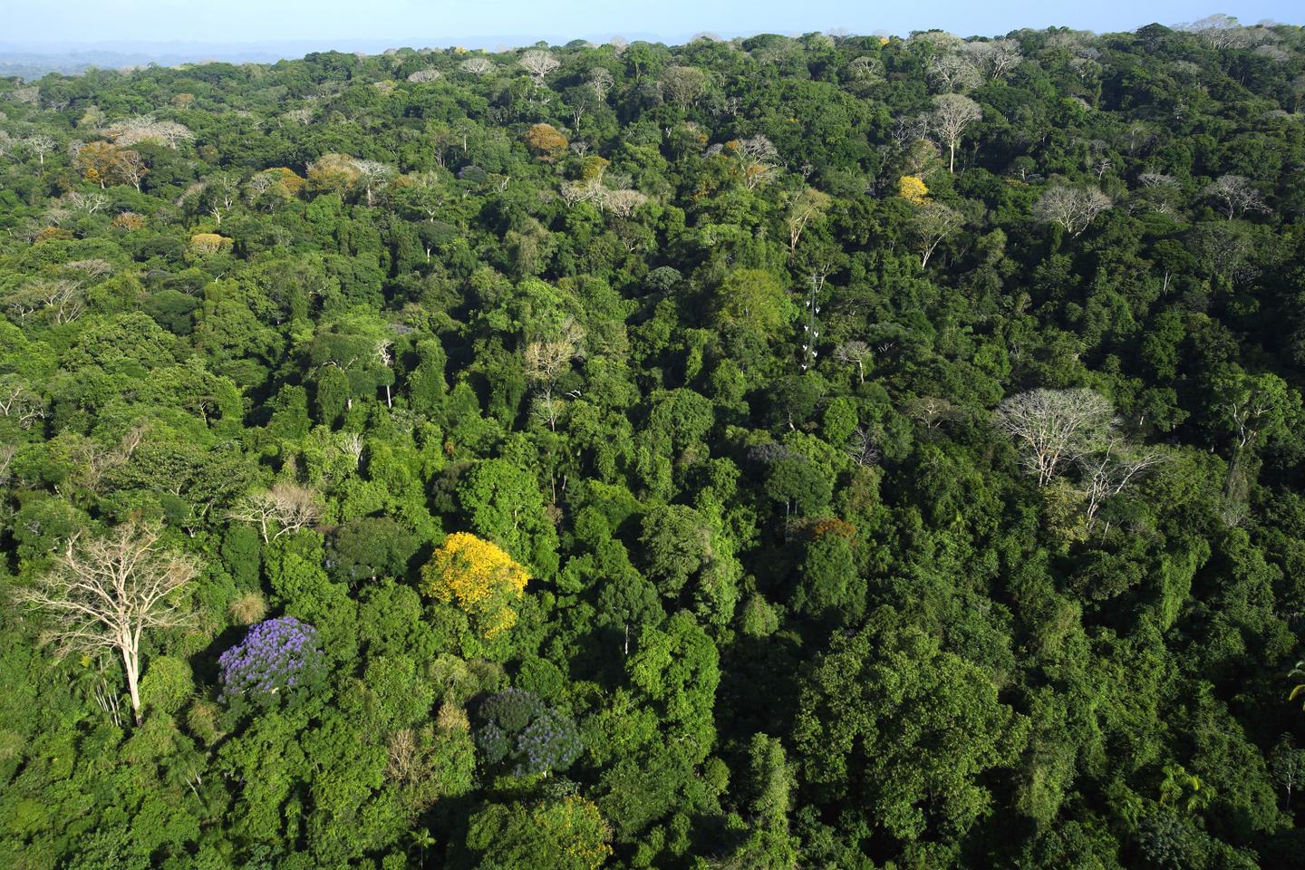 Are some tropical trees getting struck by lightning on purpose?