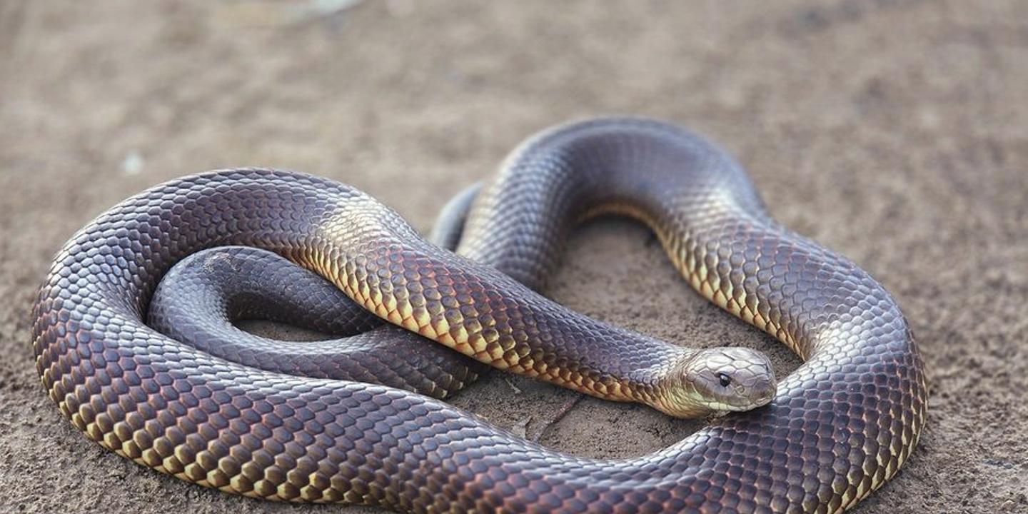 Le sang d’un homme aide à créer un antivenin contre 19 serpents