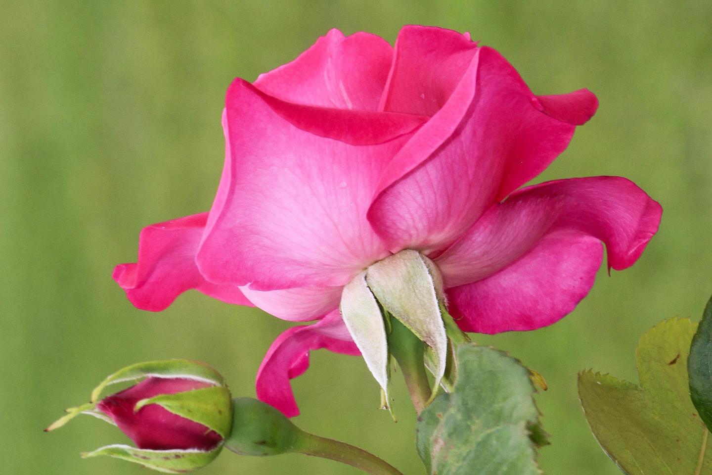 How the rose sculpts its delicate corolla