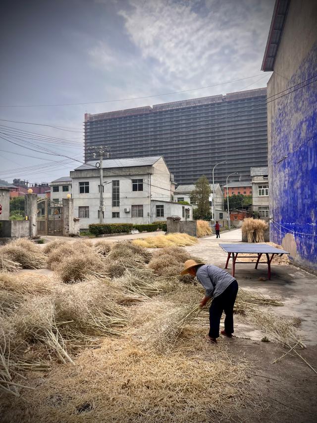 The rise of China's vertical factory farms housing thousands of pigs