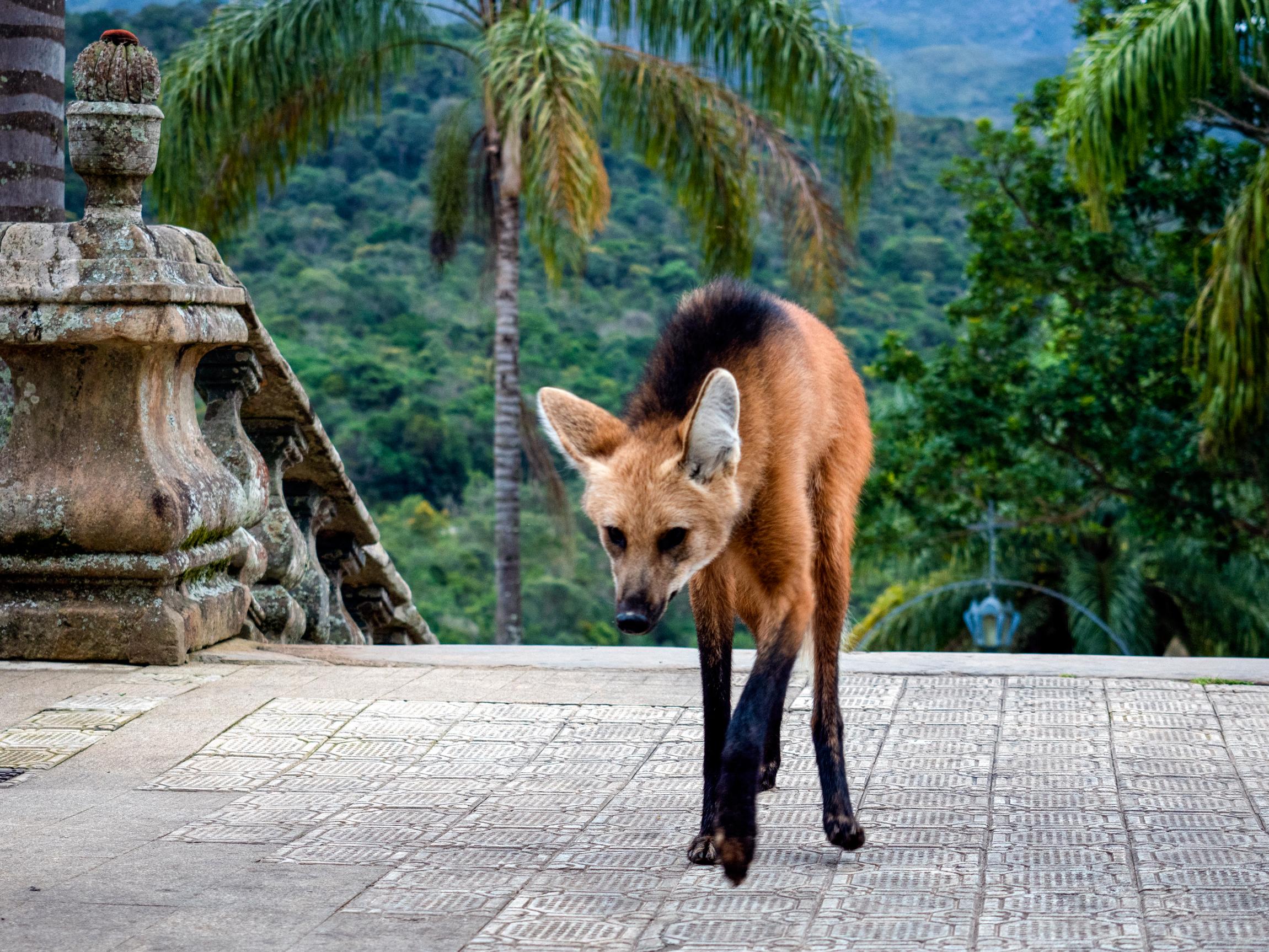 The lobo-guará, Brazil's maned wolf, a national icon under threat