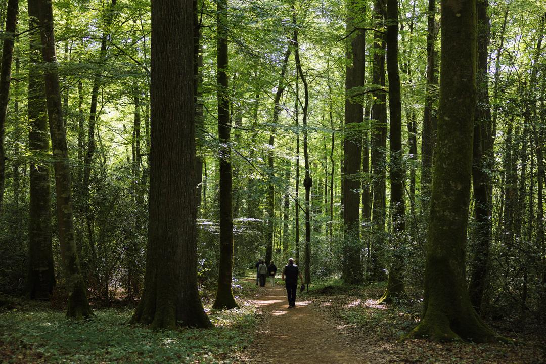 Sous les chênes géants de la forêt de Bercé
