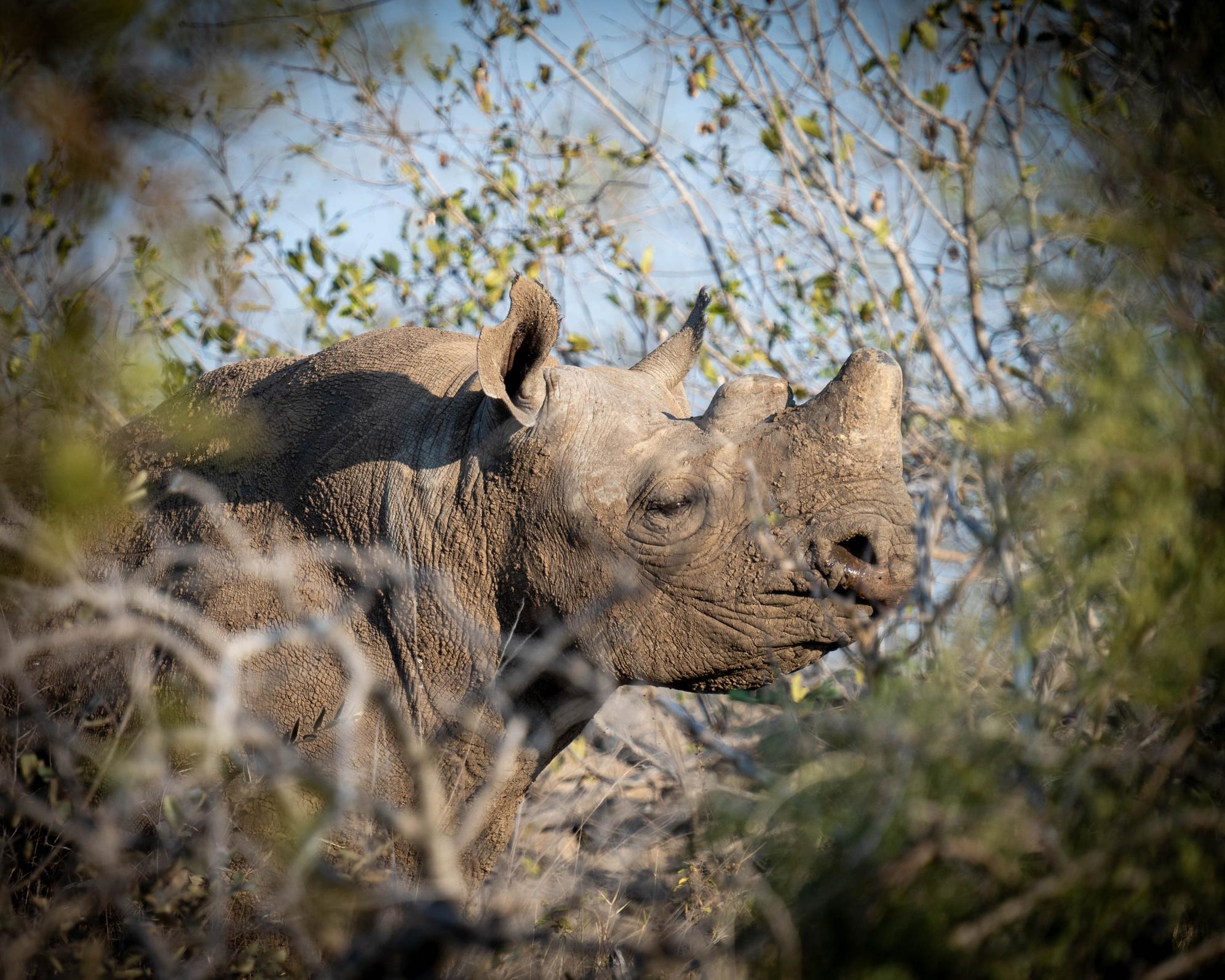 Contre le braconnage des rhinocéros, rien de tel que leur couper les cornes