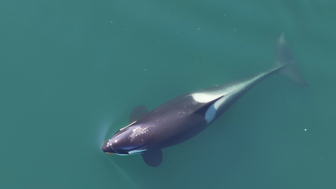 Orcas use kelp to scratch each other's backs, like a natural loofah