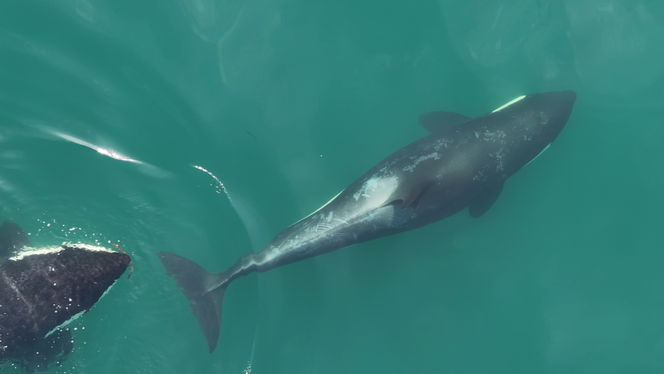 Orcas use kelp to scratch each other's backs, like a natural loofah