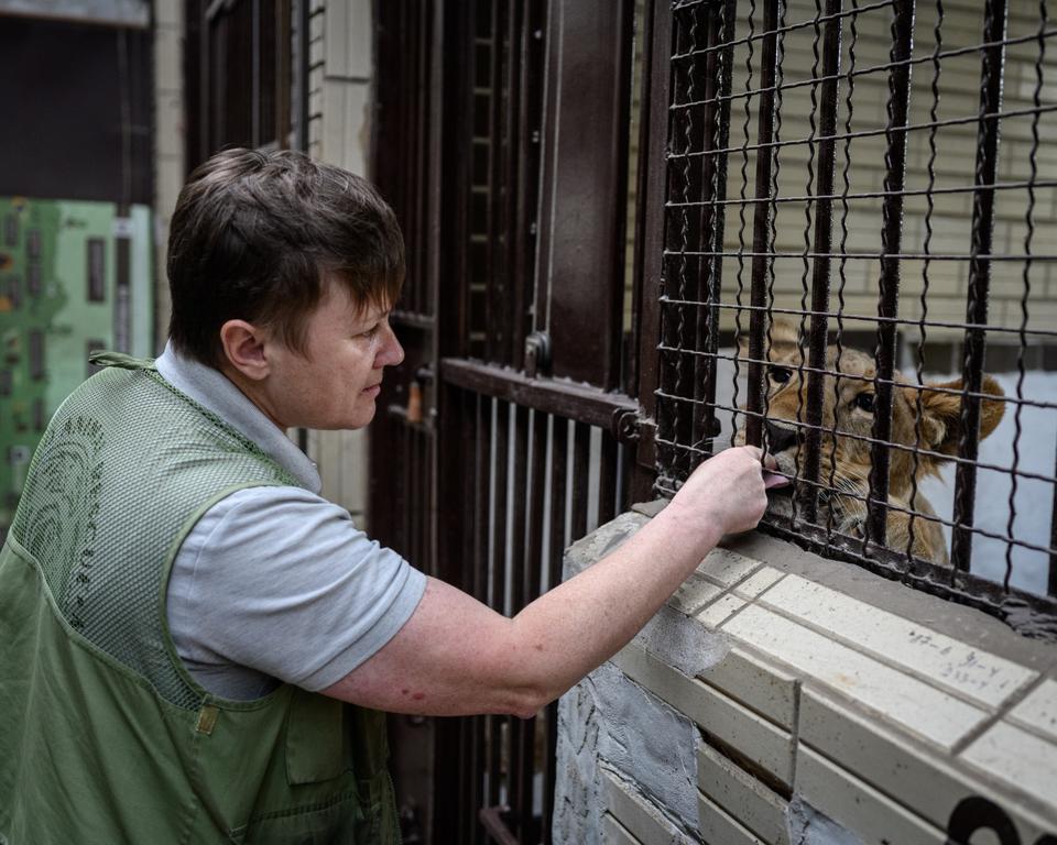 Conor the parrot, a somber allegory for Ukraine's trauma