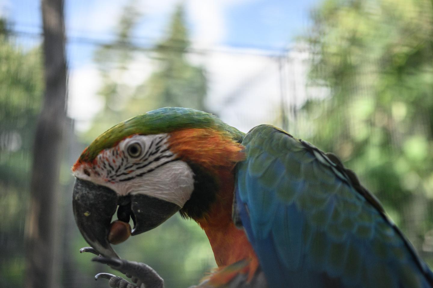 Conor the parrot, a somber allegory for Ukraine's trauma