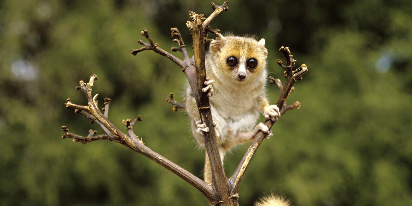 mouse lemur mort