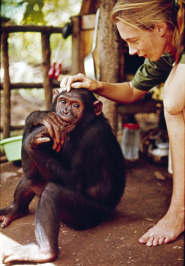 Jane Goodall, la primatologue qui a révolutionné le regard porté sur ...