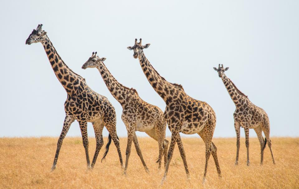 The giraffe is no longer one single species, but four distinct ones ...