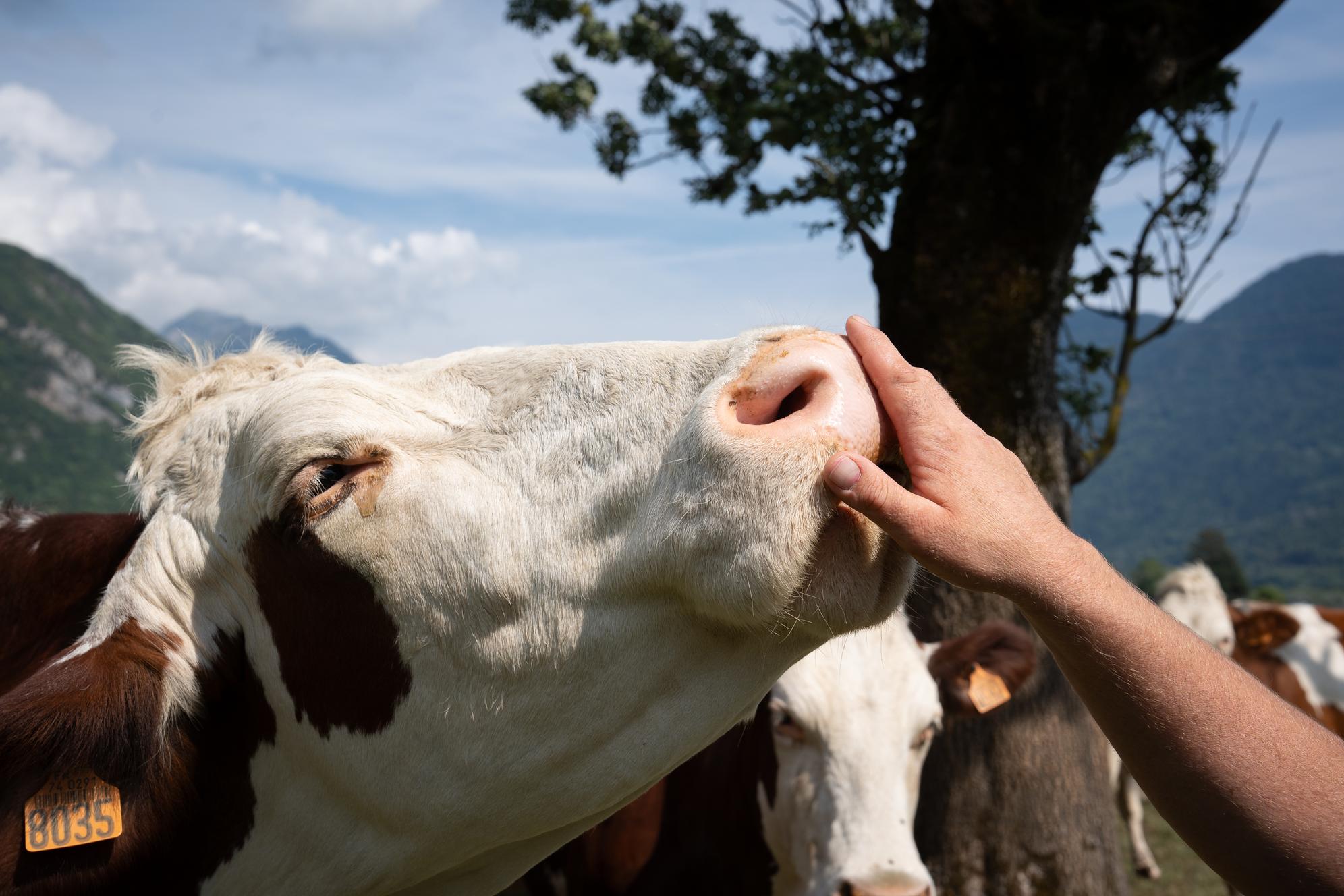Dermatose nodulaire bovine : un deuxième foyer confirmé dans l’Ain, le ...