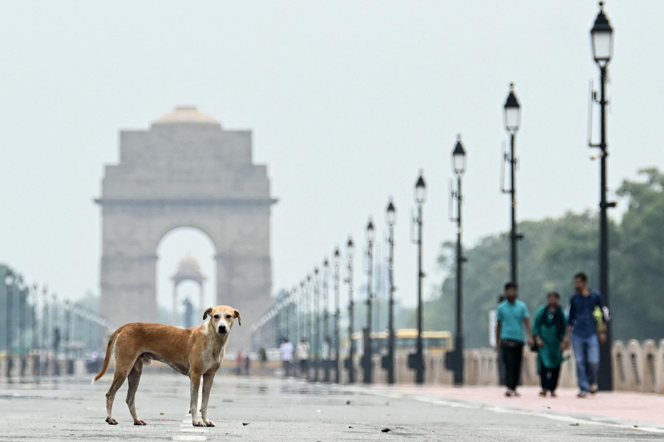 En Inde, le débat passionné autour des chiens errants