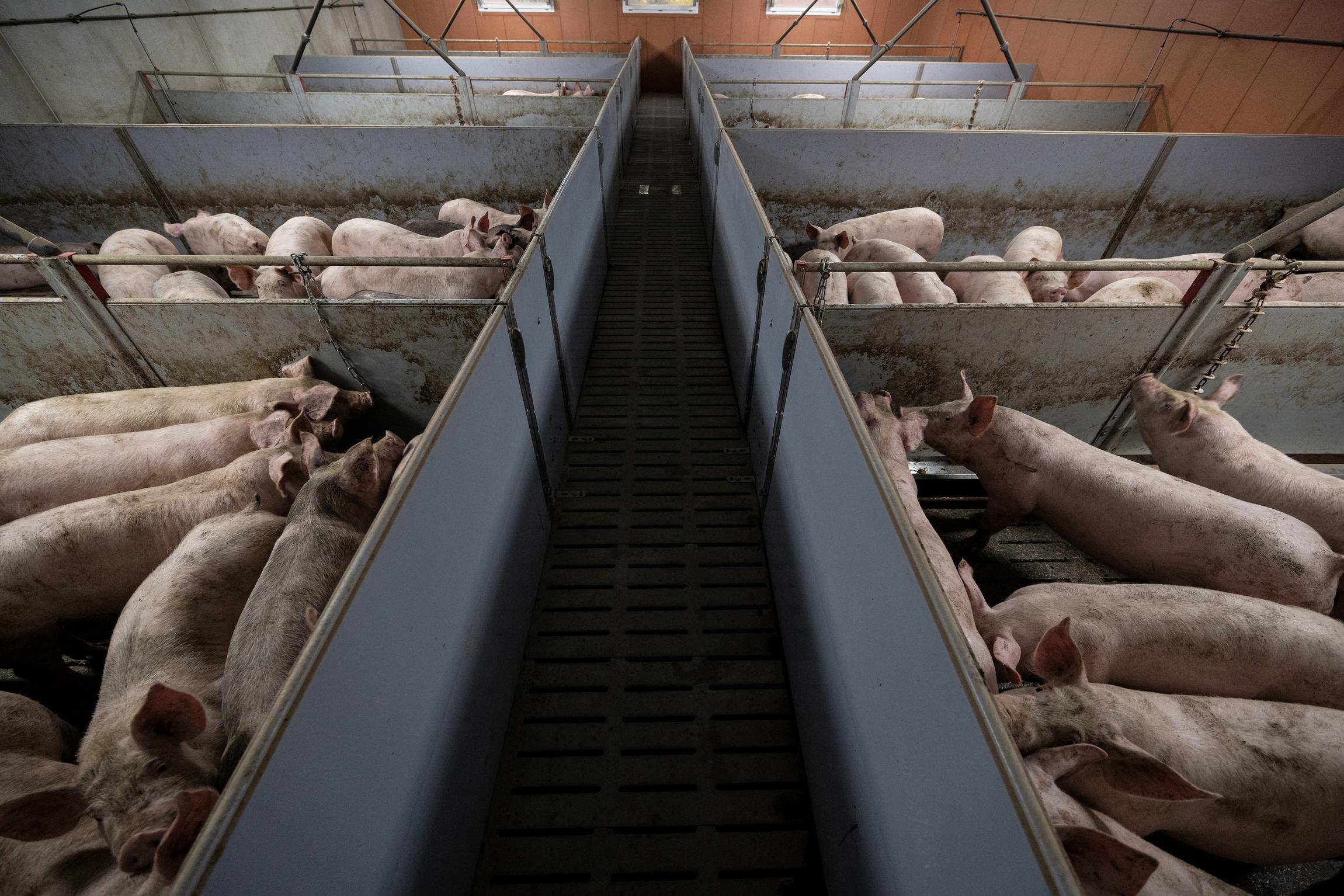 L’élevage porcin, « un modèle qui coûte cher » en termes d’impacts sur ...