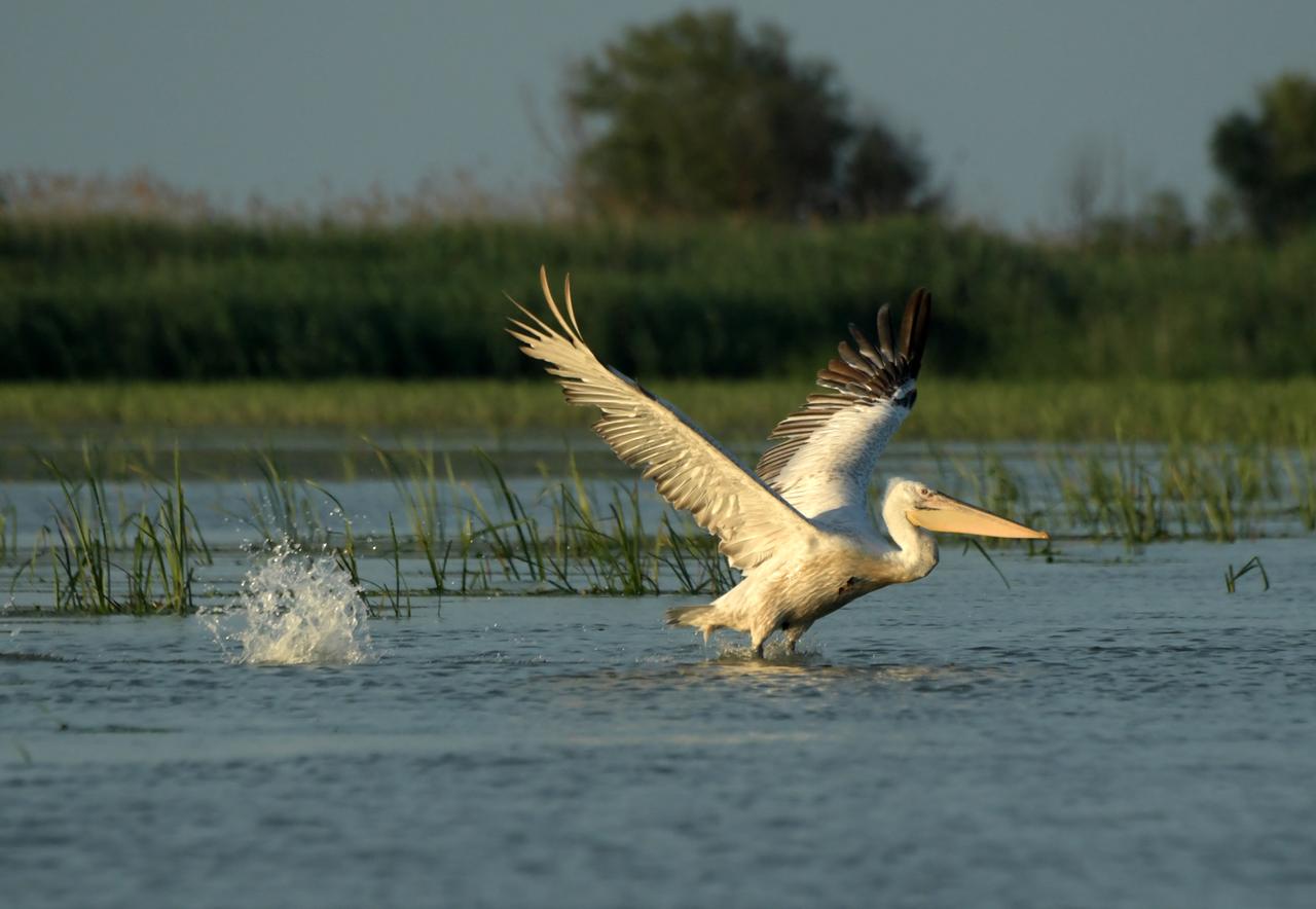 In the Danube Delta, war weakens already threatened ecosystems