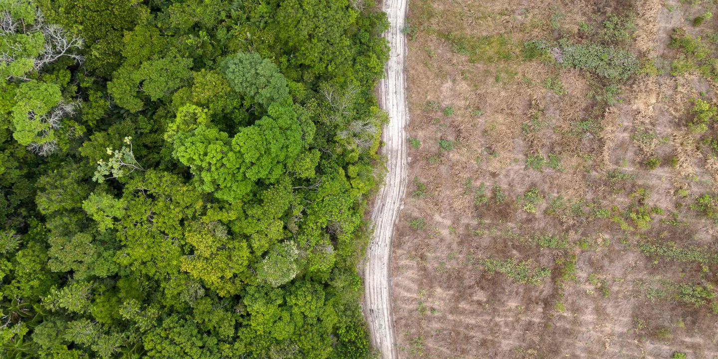 Report par l’UE de la loi contre la déforestation : les ONG dénoncent ...