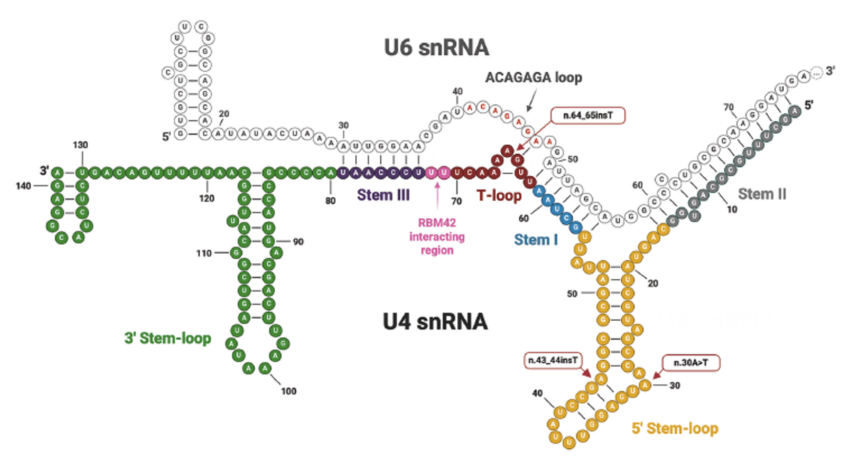 Syndrome ReNU : quand un petit ARN provoque des troubles du ...