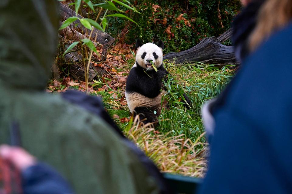 La Chine promet de nouveaux pandas géants après le départ du zoo de ...