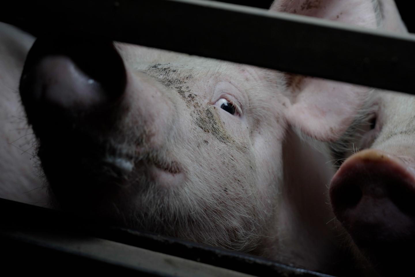 L’association L214 porte plainte contre deux élevages porcins en ...