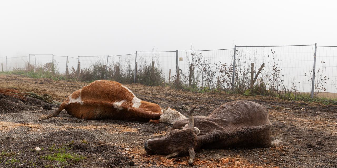 A Benque, en Haute-Garonne, la détresse d’un éleveur face aux soupçons ...
