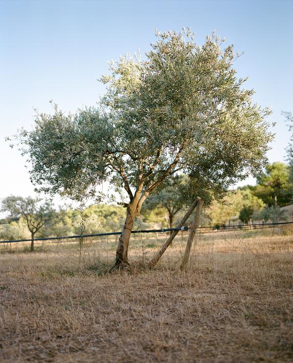 The new luxury olive oils: 'Visitors come with the same curiosity as ...